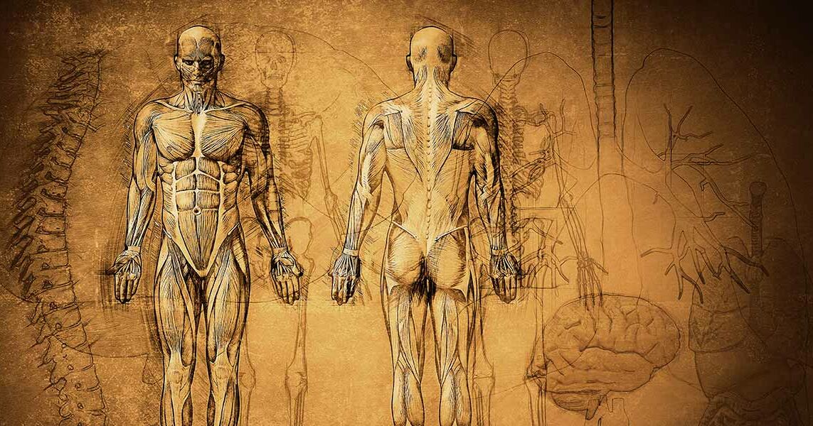 Anatomie: Lagebezeichnungen, Ebenen & Bewegungsrichtungen